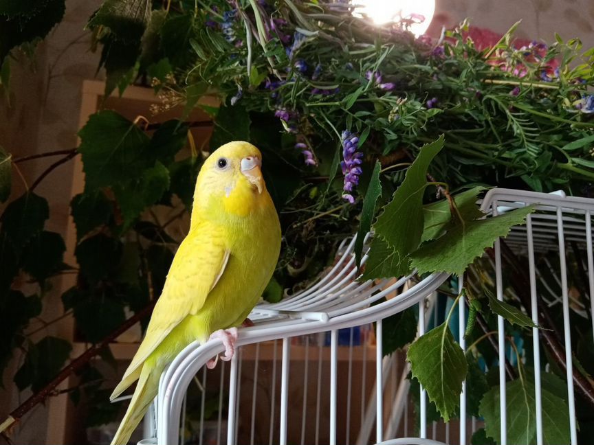 Волнистый попугай (самка)