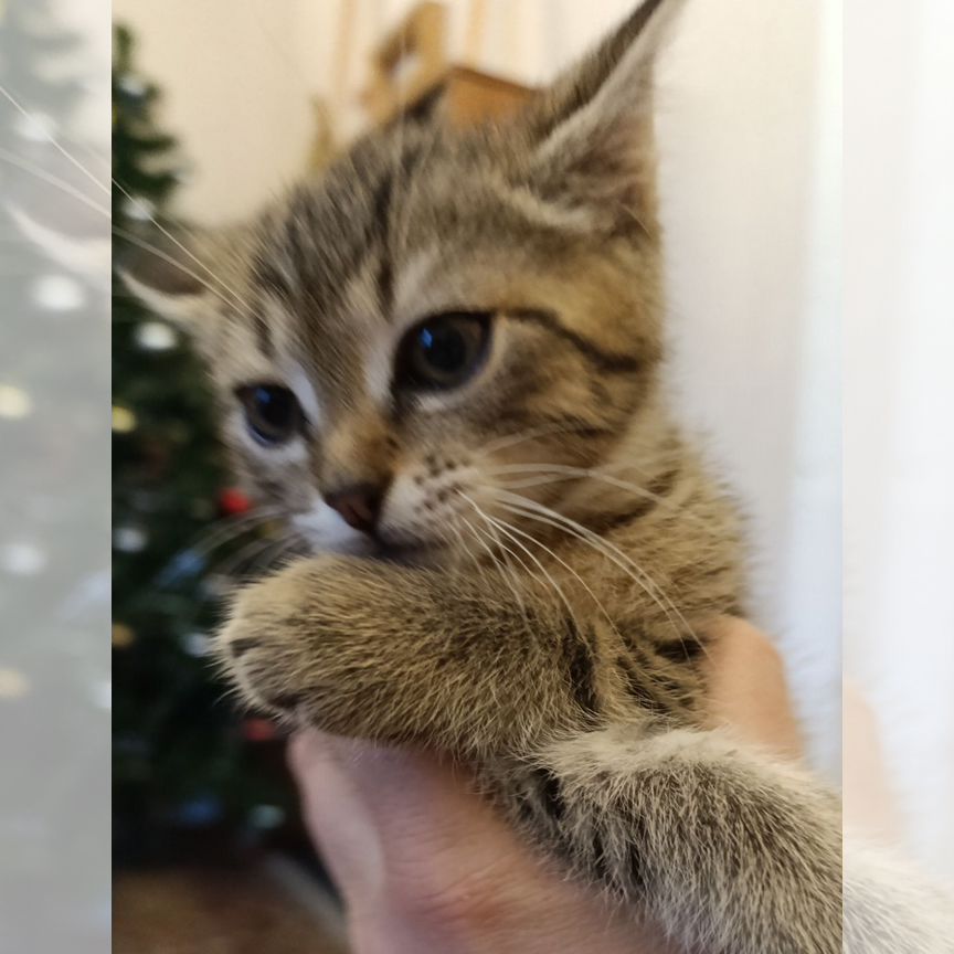 Полосатый озорник