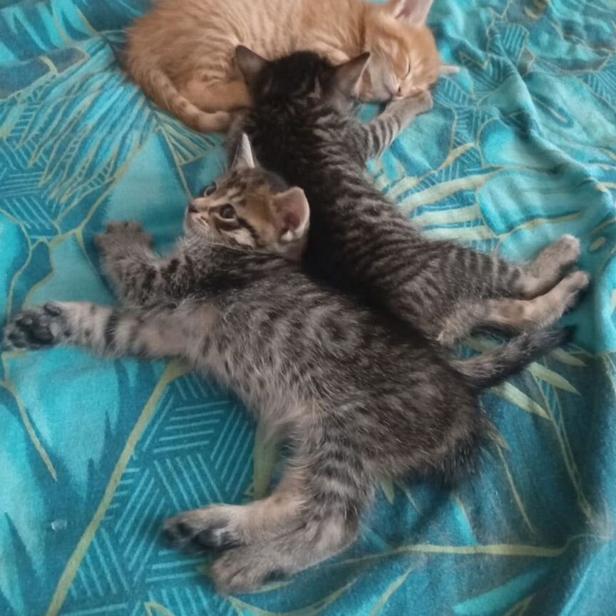 Европейский короткошёрстный котёнок