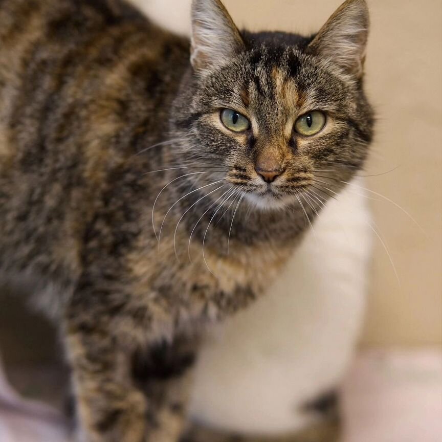 Кошка Лавруша ищет дом