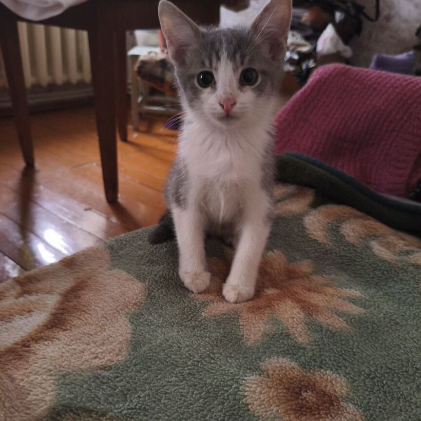 Котёнок в добрые руки