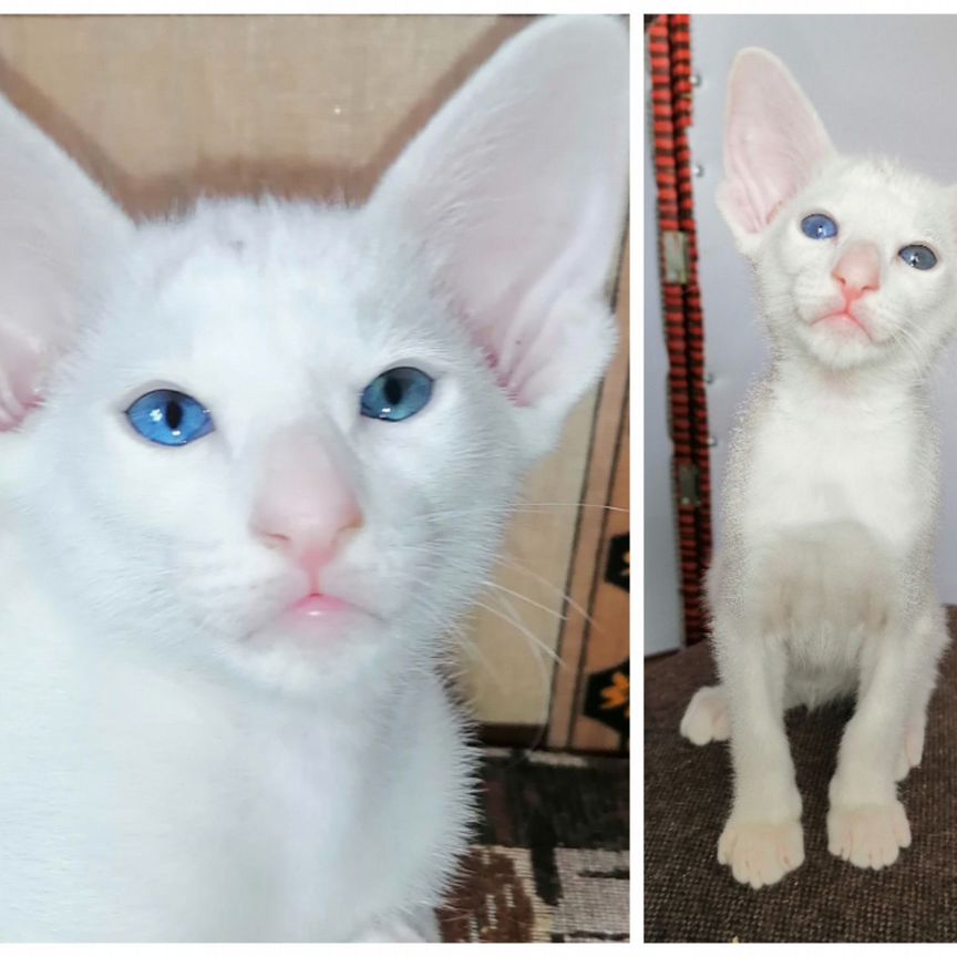 Ориентальные котята