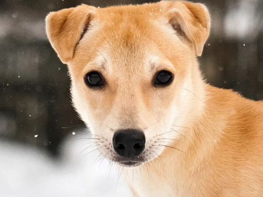 Ванда, малышка метис красавицы