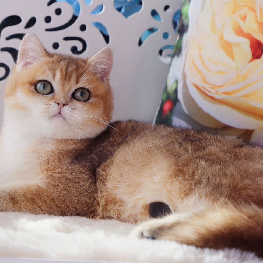 Нежная девочка BRI ny11