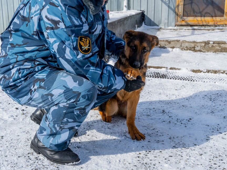 Служебные овчарки- умные щенки