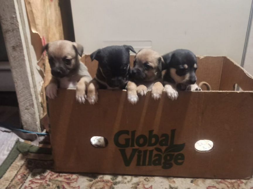 Собачка чихуахуа