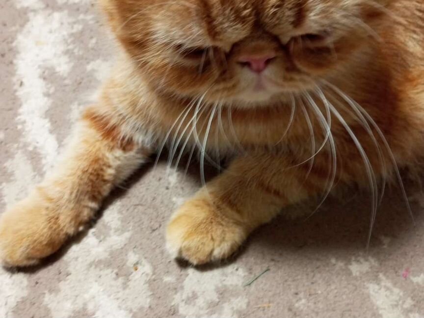 Котята в добрые руки бесплатно