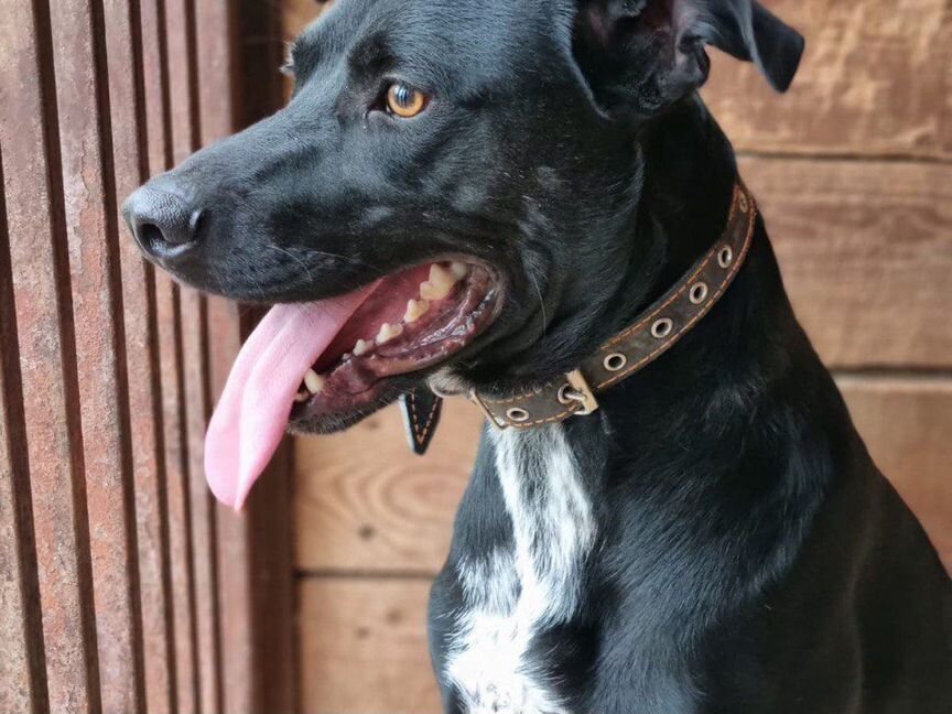 Собака в добрые руки отдам бесплатно