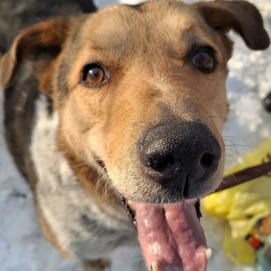 Взрослый пёс в добрые руки