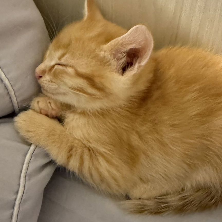 Котёнок в добрые руки