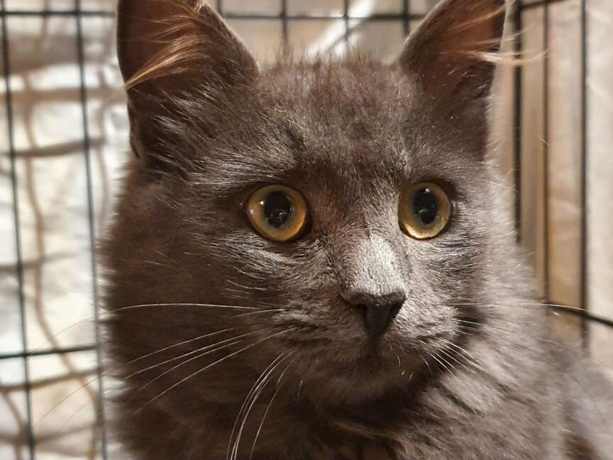 Очень нужны передержки для кошечек или сразу дом