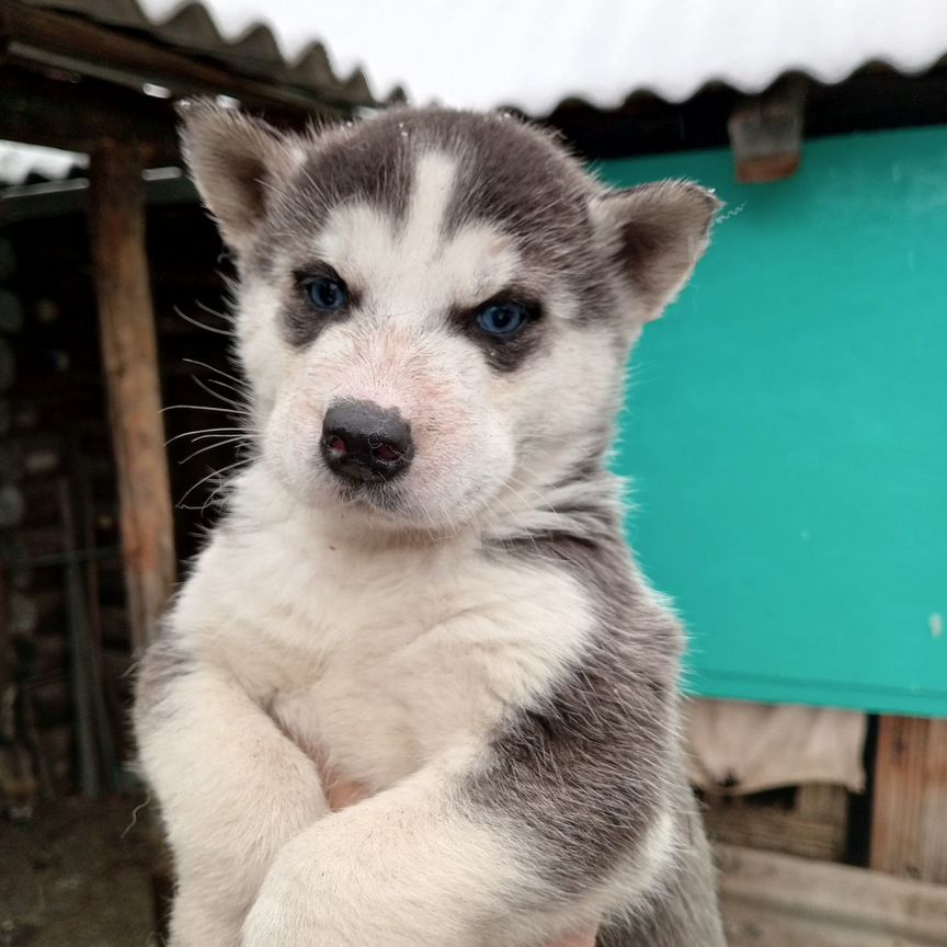 Сибирский хаски, щенок
