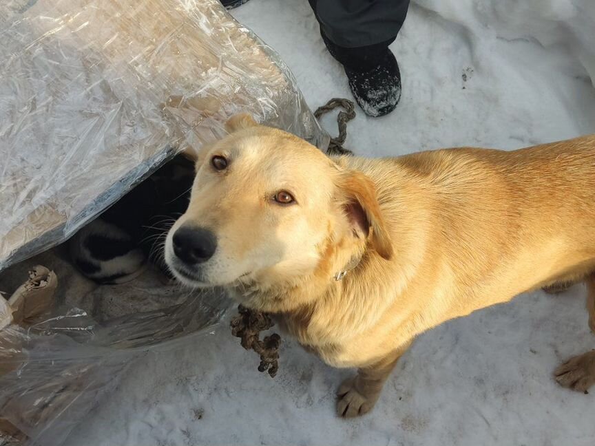 Собака в добрые руки
