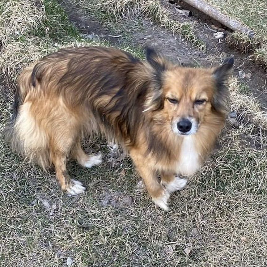 Бесплатно в добрые руки