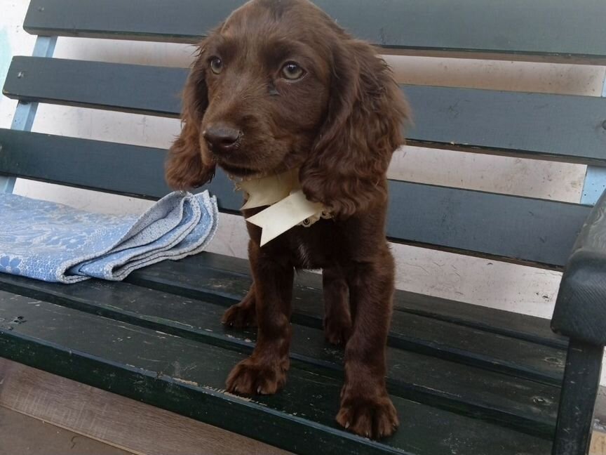 Щенки русского охотничего Спаниель