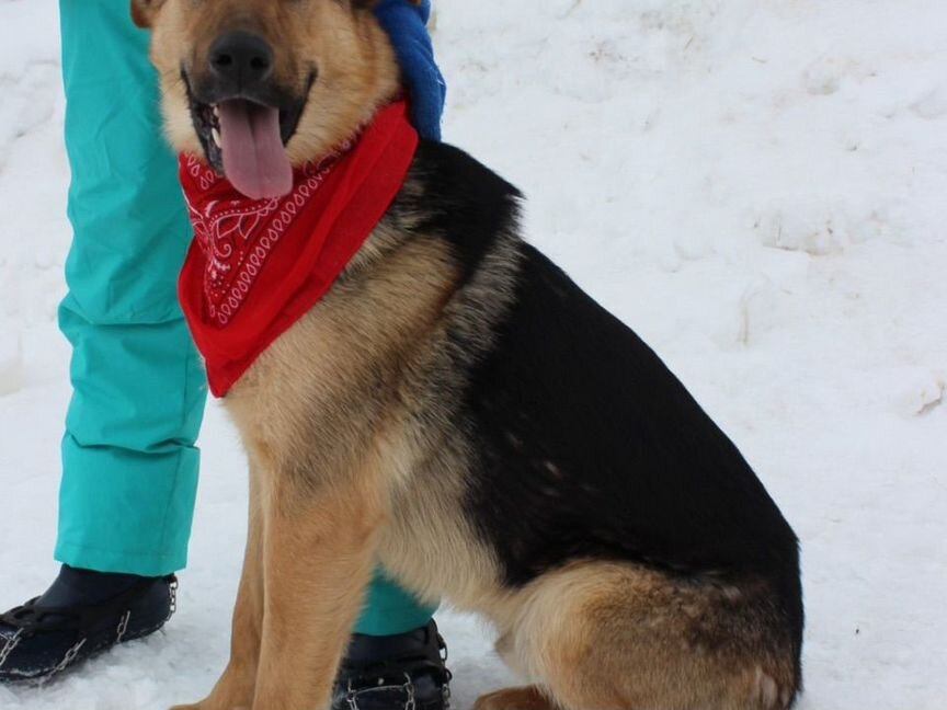 Рэм-добродушный, отзывчивый песик ищет дом