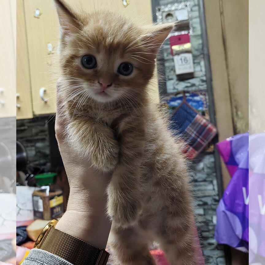 Котик в добрые руки