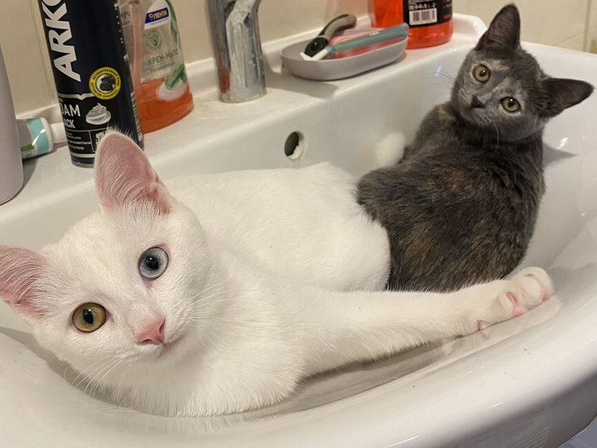 Котята в добрые руки