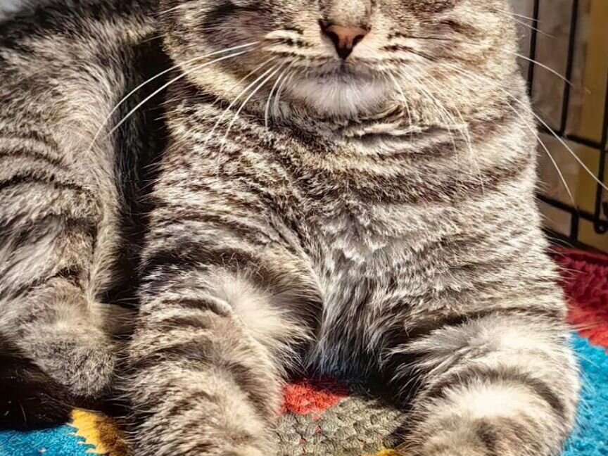 Кот Вискас бесплатно