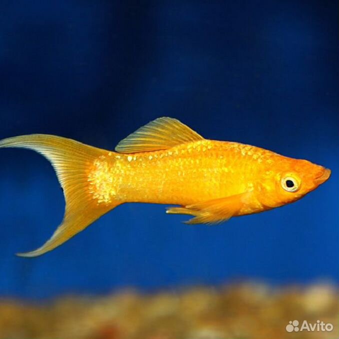 Моллинезия Золотая Лира (арт 5037)