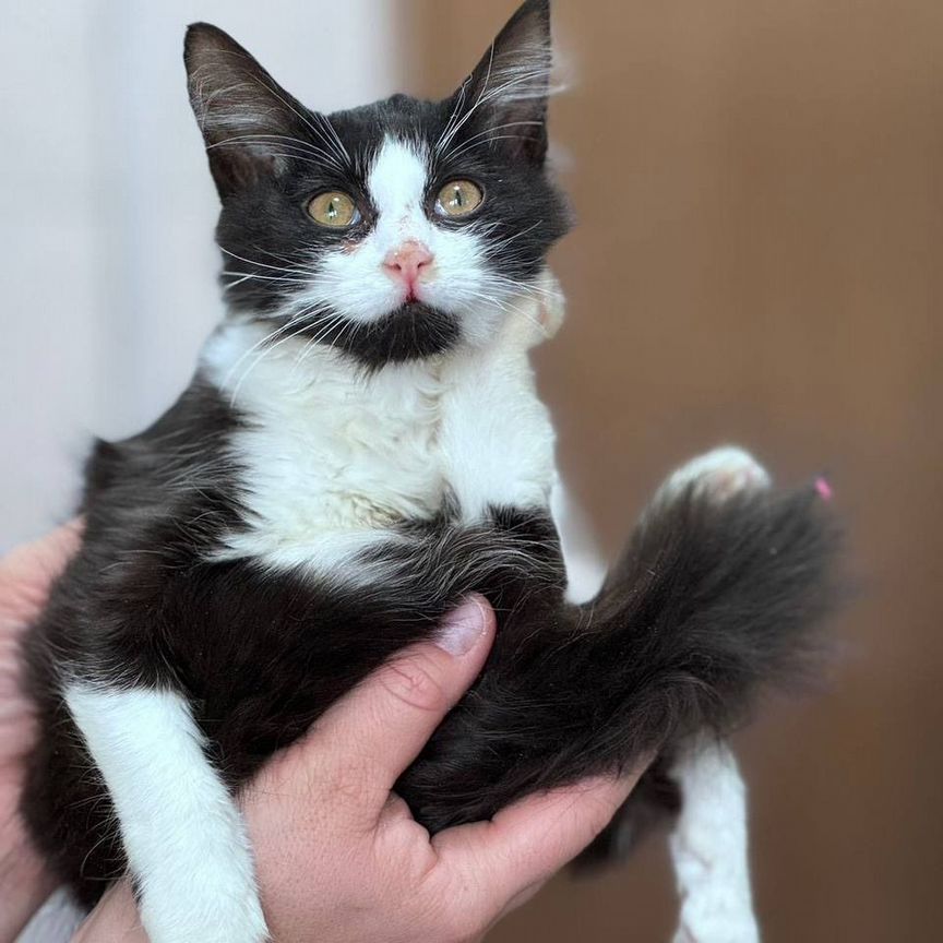 Котенок в добрые руки