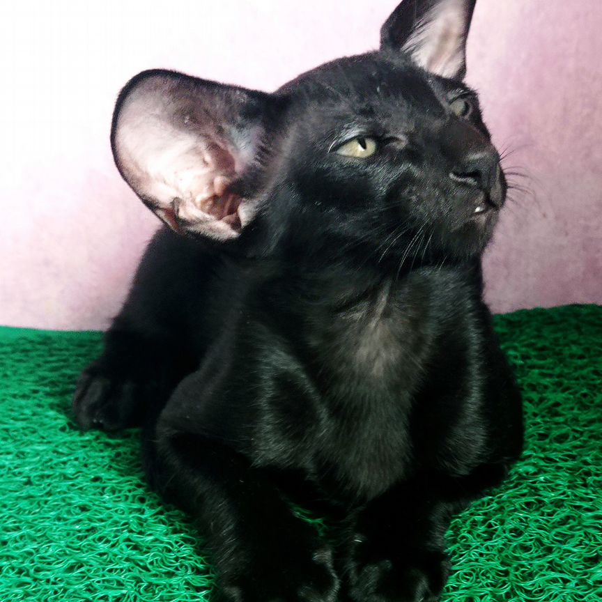 Ориентальный короткошёрстный котёнок