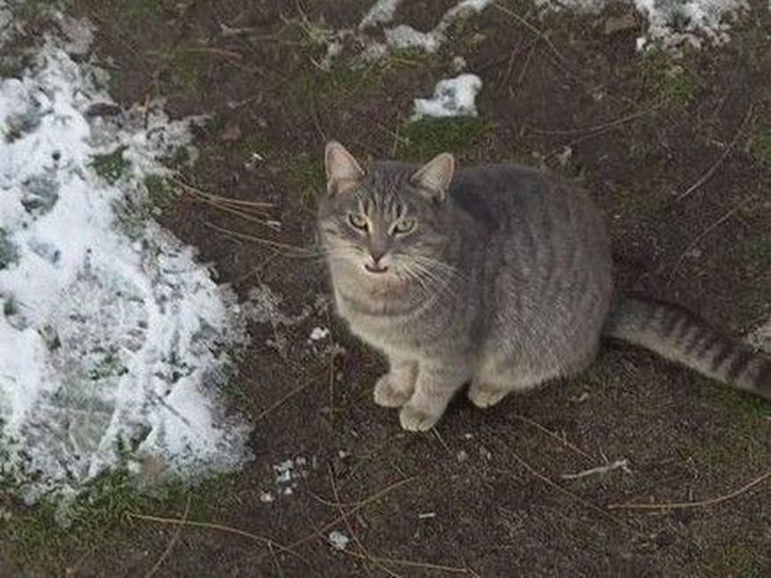 Котик в добрые руки
