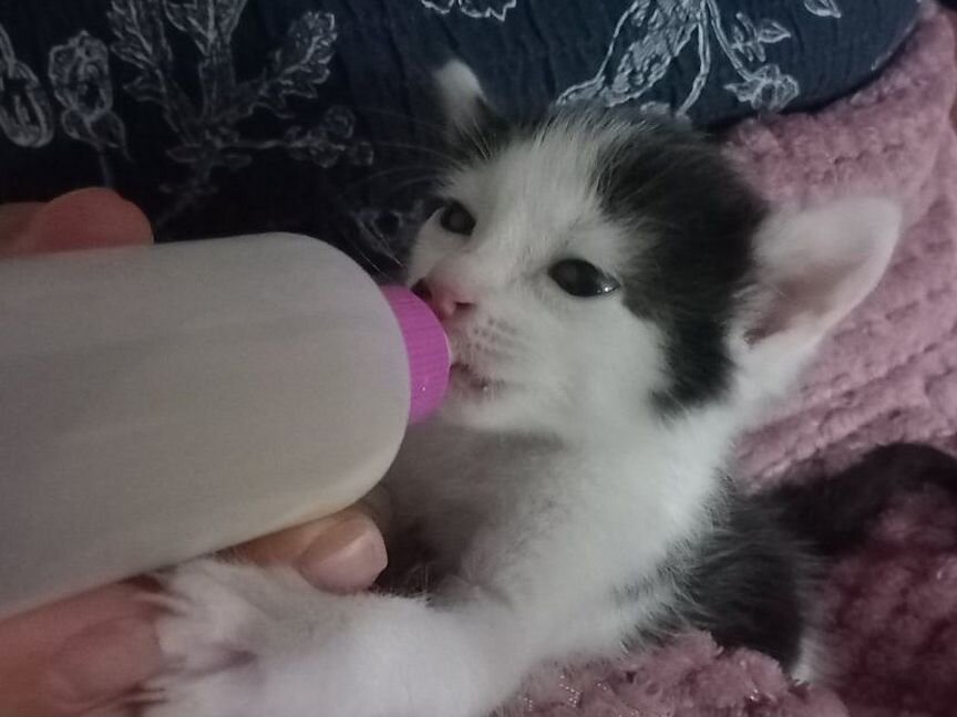 Счастье в дом