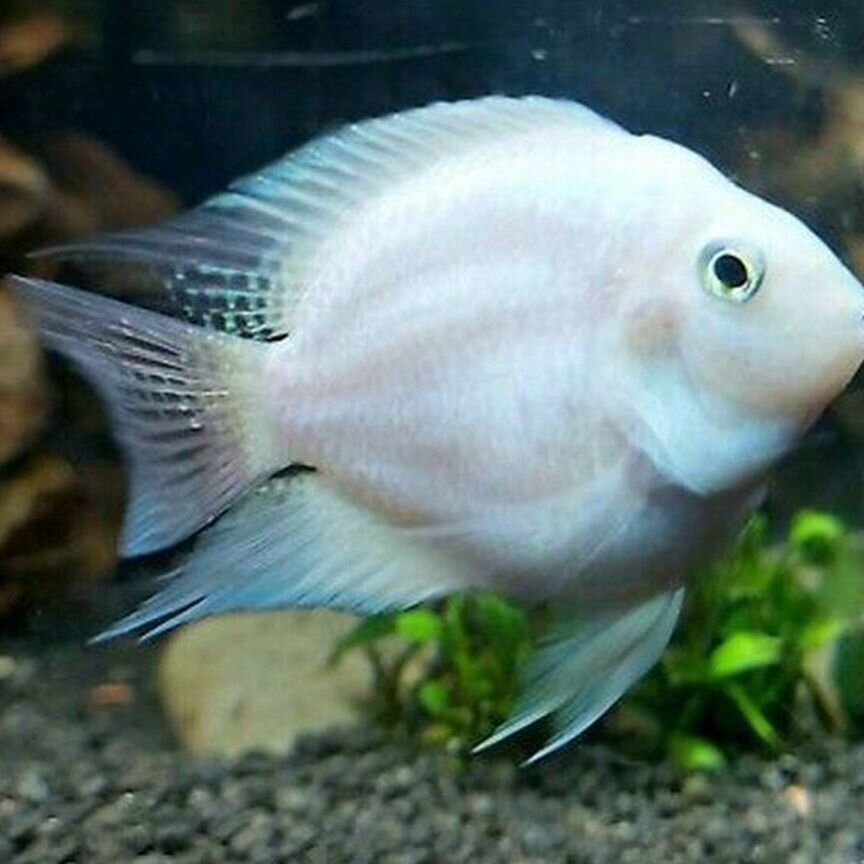 Попугайчики платиновые