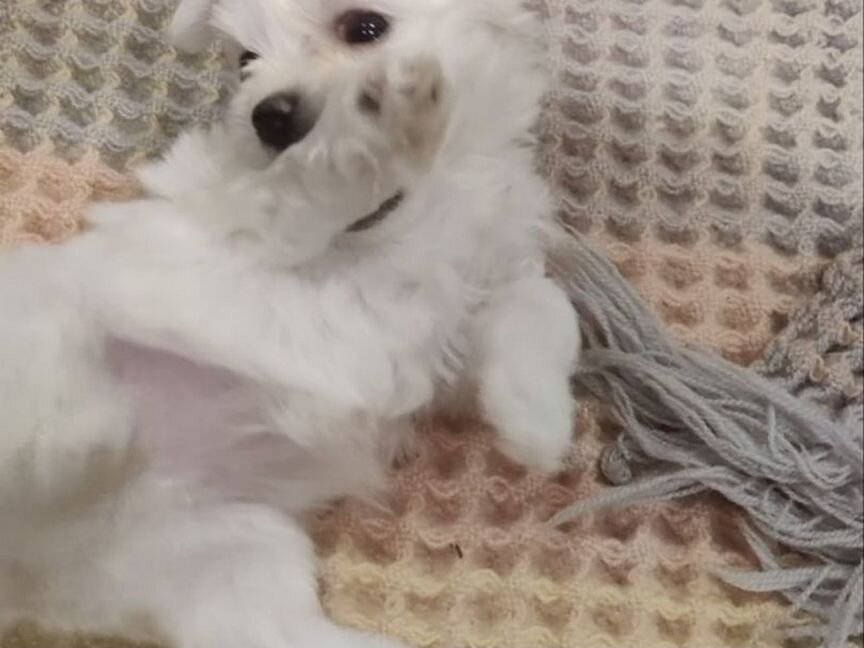 Белоснежный мальчик