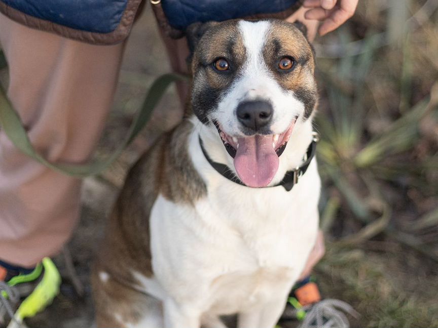 Молодой мальчик-красавчик Кенг ищет дом