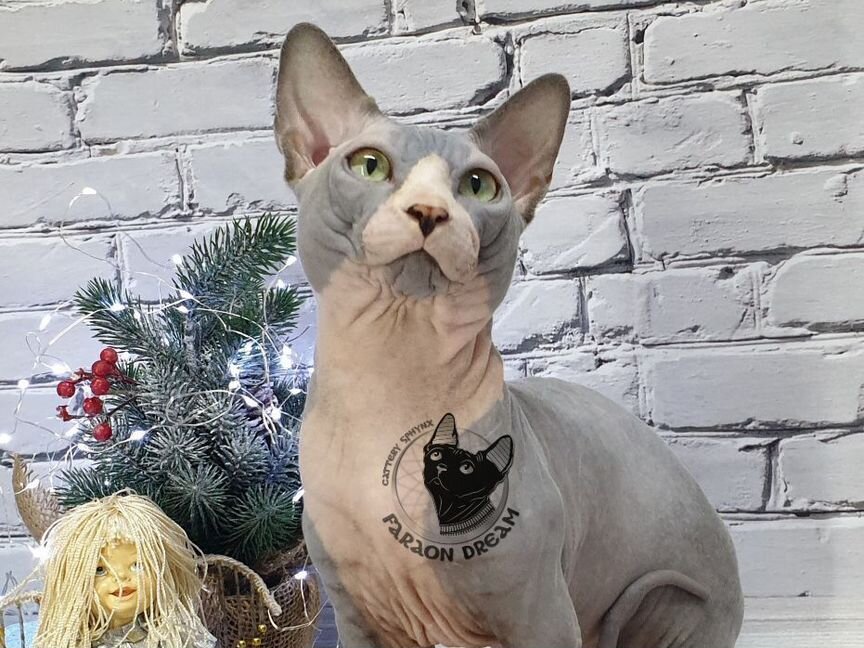 Канадский сфинкс, бамбино мальчик