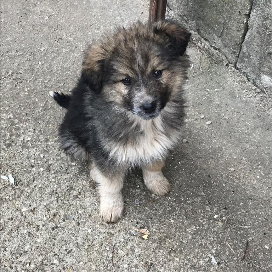 Щенок- девочка