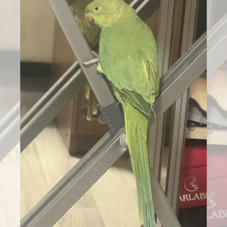 Ожереловый попугай