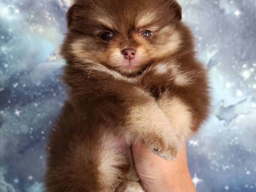 Щенки шпица