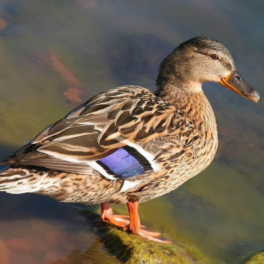 Утки подсадные для охоты