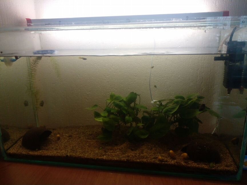 Аквариум. Гуппи. Кркветка. Сом анцитрус. Улитки