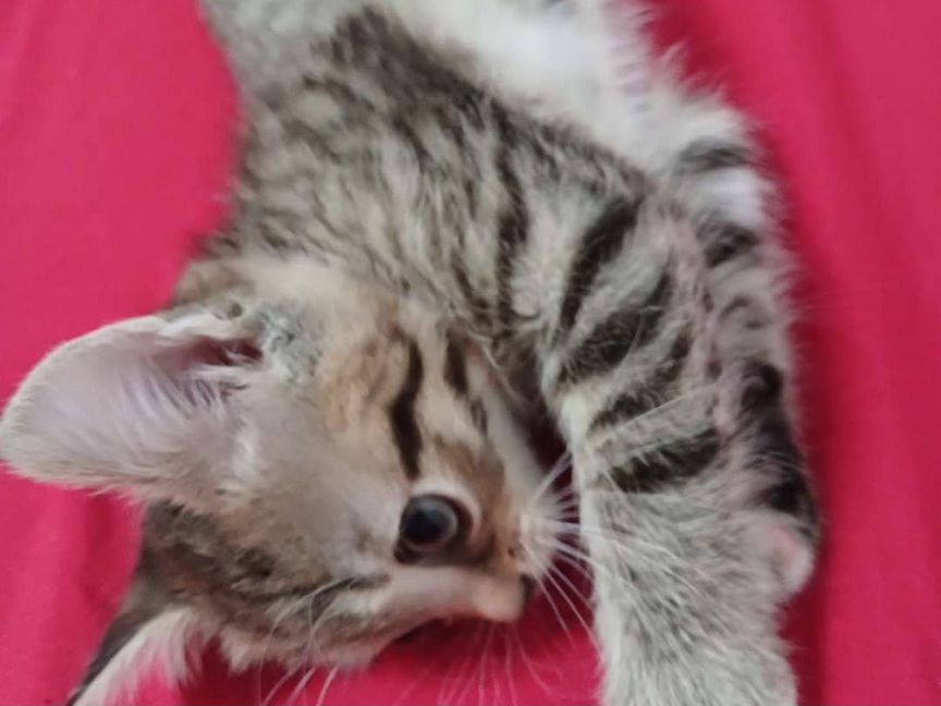 Шотланский прямоухий котенок