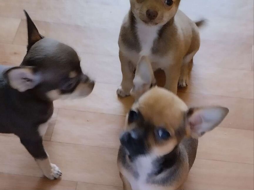 Мини Щенячий патруль. Крошки на ладошке