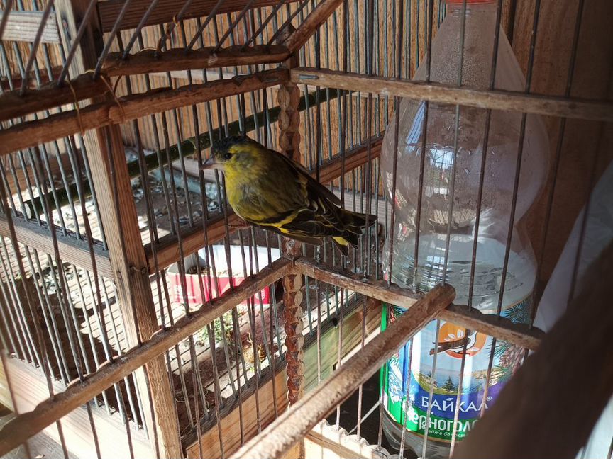 Продам чижа