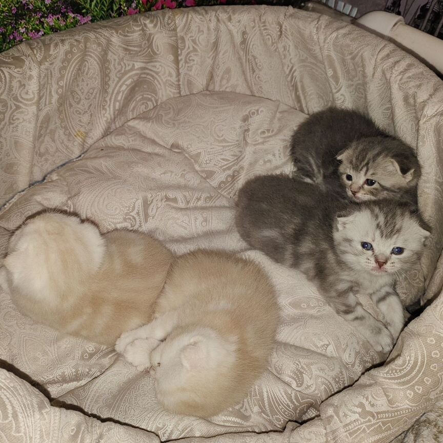 Продам шотландских котят