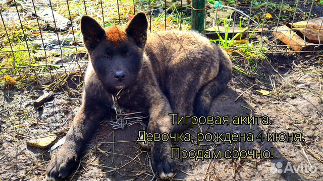 Щенки американской акиты купить в Пензе | Животные и зоотовары | Авито
