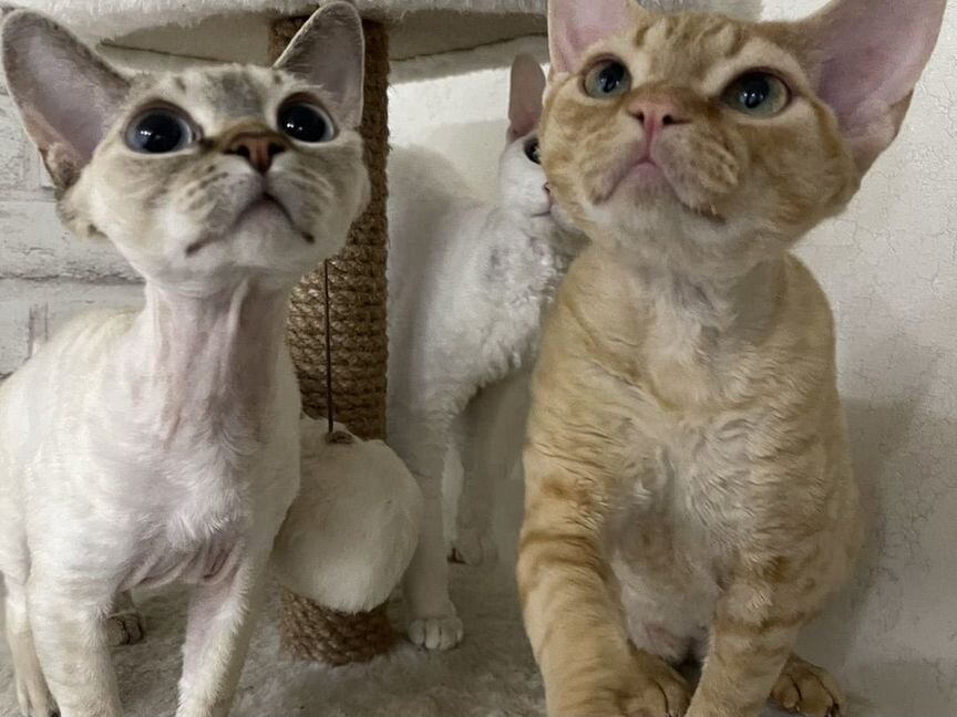 Девон-рекс резервирование котят