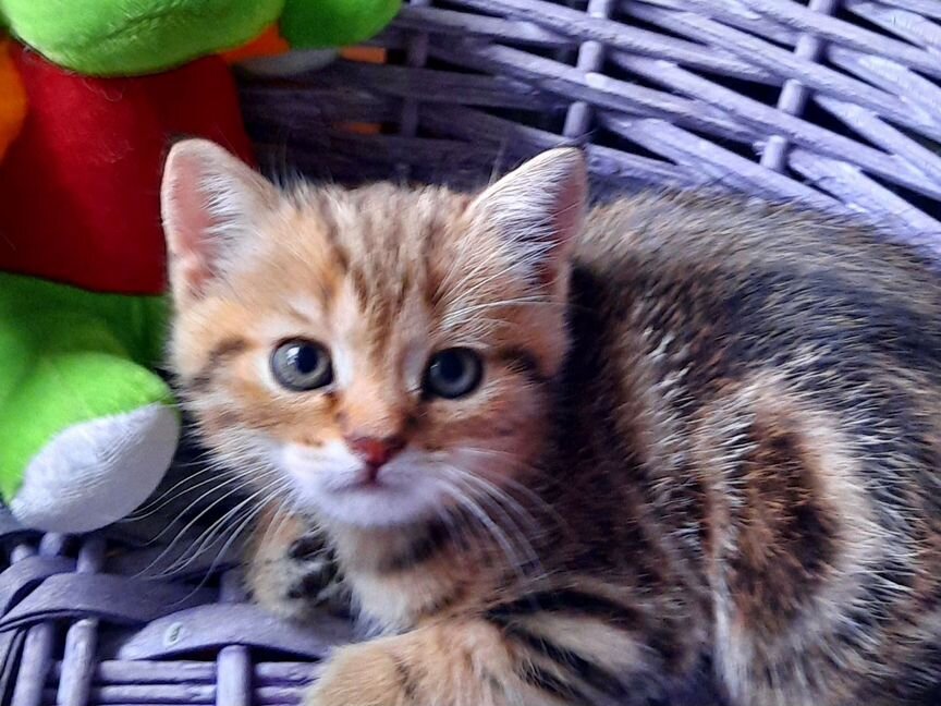 Шотландский котик