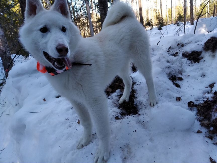 Кобель зсл вязка