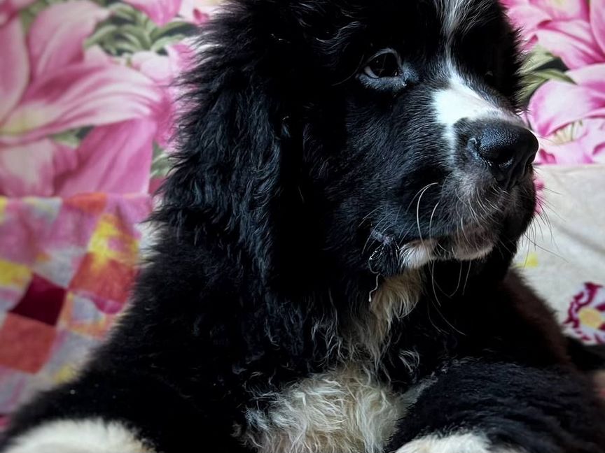 Щенки ньюфаундленда