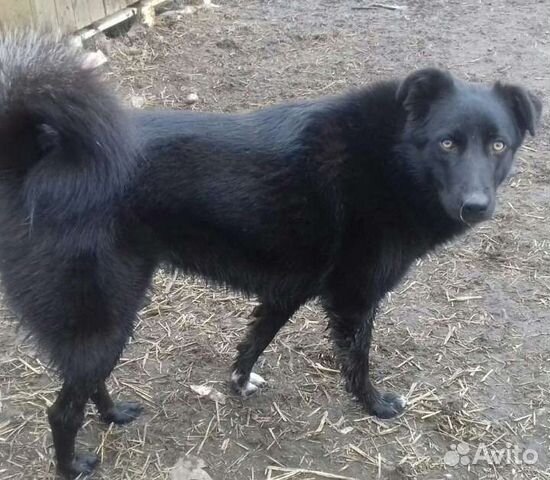 Собака Нюша принесет счастье в новом году