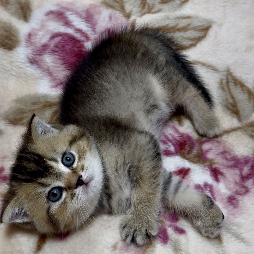 Шотландские котята