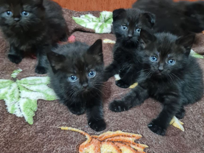 Котята в добрые руки