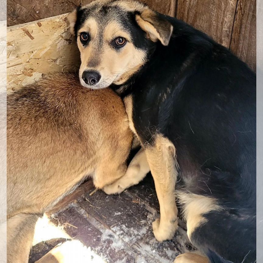 Небольшая собака из отлова в добрые руки бесплатно